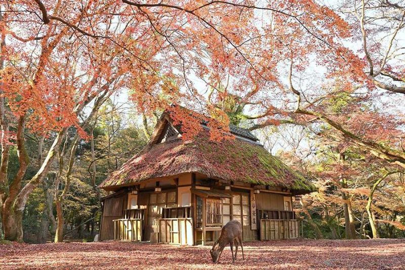 Japan Shore Excursions - Japan Tours & Day Trips from Cruise Ports