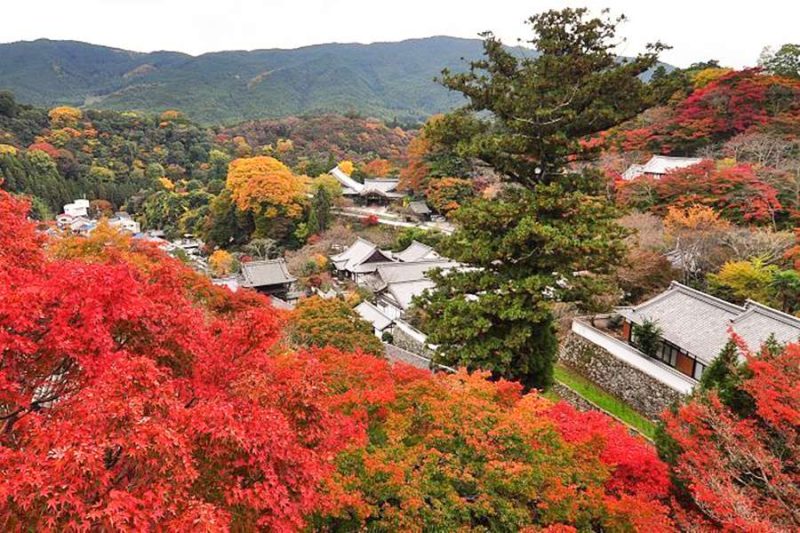 Japan Fall Foliage | Discover Stunning Autumn Leaves in Japan - Japan ...