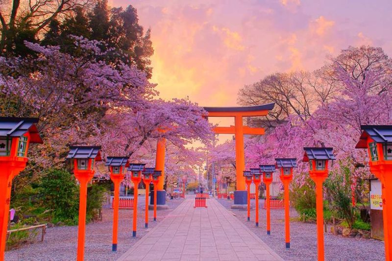 Japan Cherry Blossom Season 2025 | Best Places to See Sakura in Japan
