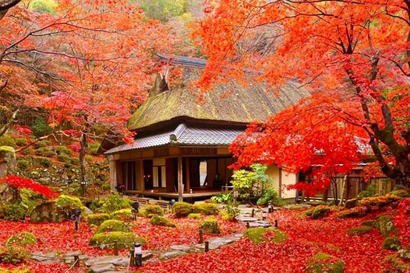 Japan Fall Foliage | Discover Stunning Autumn Leaves in Japan - Japan ...