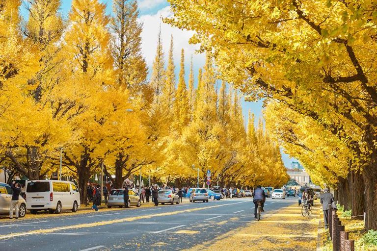 Japan Fall Foliage | Discover Stunning Autumn Leaves in Japan - Japan ...